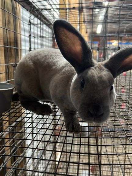 Blue Tort Mini Rex Jr Doe - 12 Wks Old - Rogers Community Auction Inc.