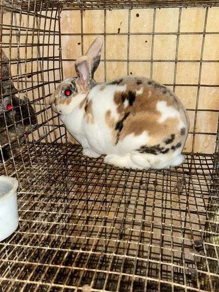 Mini Rex Doe - Rogers Community Auction Inc.