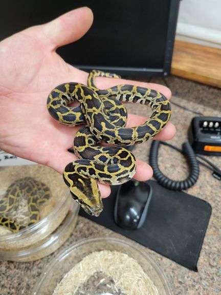 Female Burmese Python - Rogers Community Auction Inc.