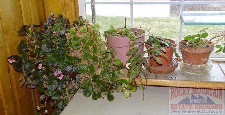 4 Assorted Plants. - Rocky Mountain Estate Brokers Inc.
