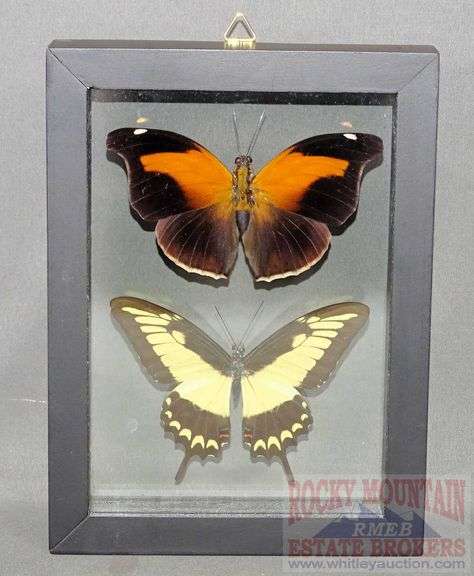 Beautiful Mounted Butterflies in Gallery Frame. - Rocky Mountain Estate ...