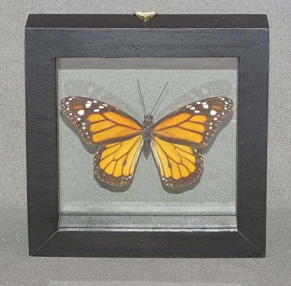 Large Monarch butterfly mounted in black shadowbox, gallery frame. 5"X5 ...