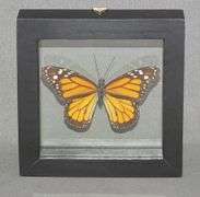 Large Monarch butterfly mounted in black shadowbox, gallery frame. 5"X5"X1" - Rocky Mountain ...