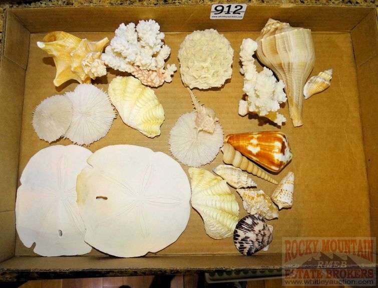 Assorted sea shells, coral & sand dollars. All for one money. - Rocky ...