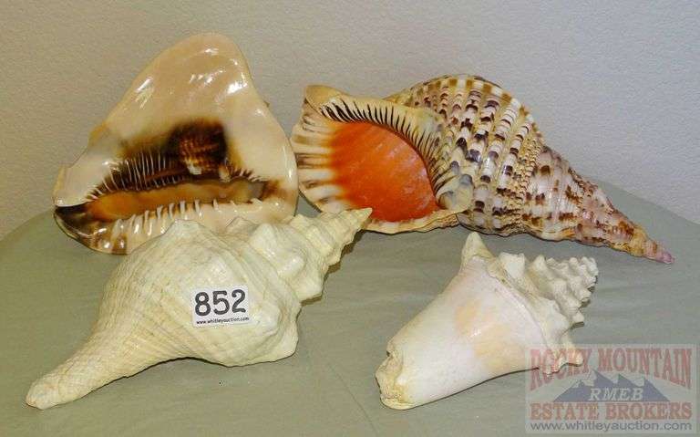 4 large Concha Shells. All for one money. - Rocky Mountain Estate ...