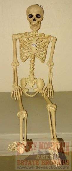 Super cool 67" - very realistic jointed skeleton. - Rocky Mountain ...