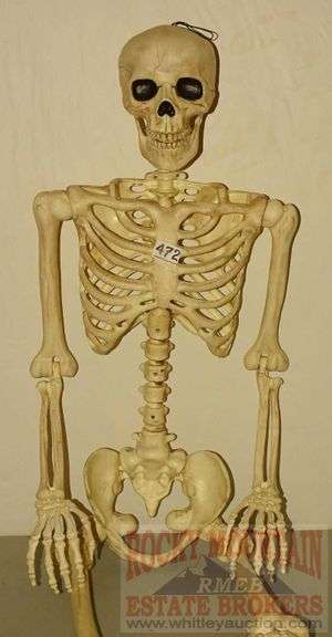 Super cool 67" - very realistic jointed skeleton. - Rocky Mountain ...