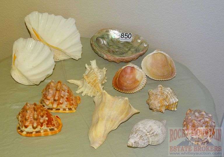 Nice assortment of sea shells. All for one money. - Rocky Mountain ...