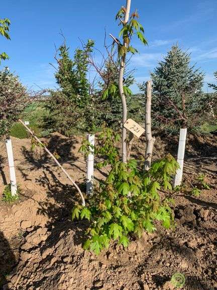 Autumn Blaze Maple Clump 3'-4' - Roller Auctions