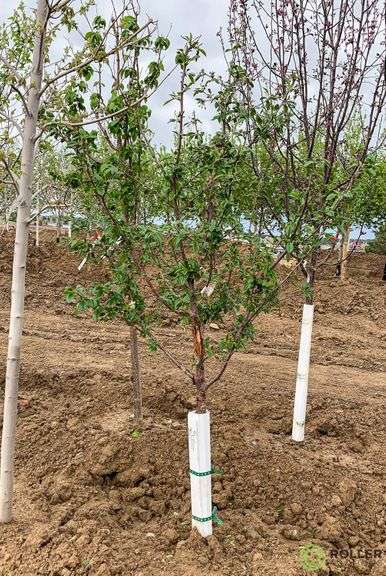 1.75" Evans Bali Cherry 6' - Roller Auctions