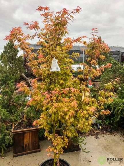 First Flame Japanese Maple - Roller Auctions