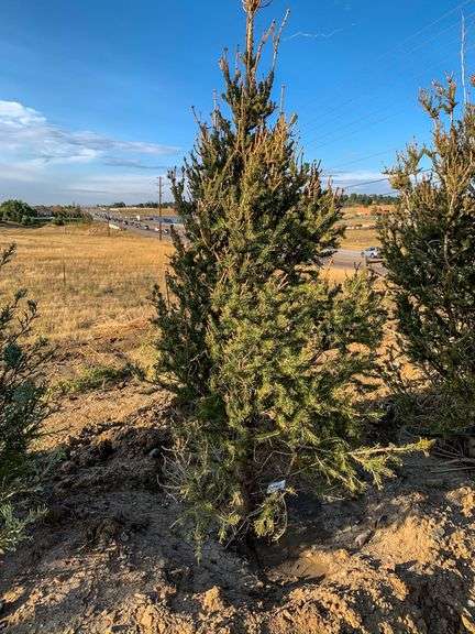 5.0 ft. Yukon Blue White Spruce - Roller Auctions