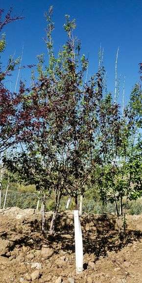 Perfect Purple Crabapple Malus 'Perfect Purple' , 11-12' tall 3.25in ...