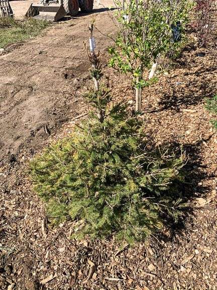 3.0 ft. North Star Spruce - Roller Auctions