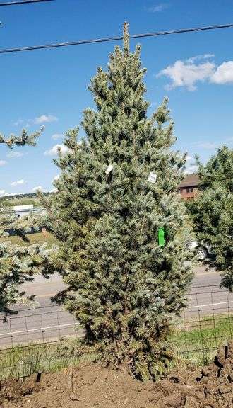 Blue Totem Spruce, 7-8' - Roller Auctions