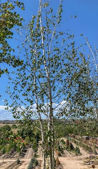 20 ft. - 22 ft. Quaking Aspen Clump - Roller Auctions