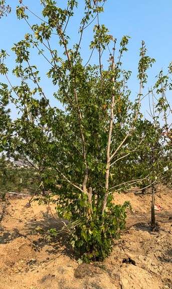 10 ft. - 12 ft. Autumn Blaze Maple Clump - Roller Auctions