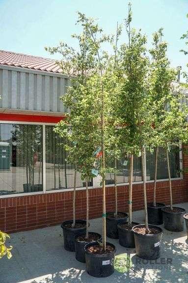 (3) Frontier Elm Trees - Roller Auctions