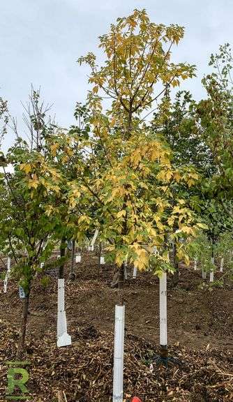 3" Sensation Boxelder Maple, 12' - Roller Auctions