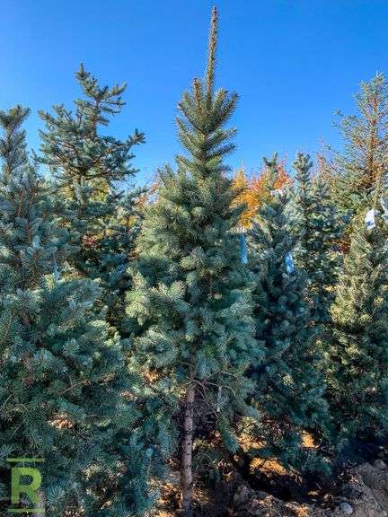 7' Bakeri Spruce - Roller Auctions