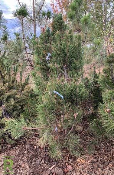 Compact Gem Bosnian Pine, 6' - Roller Auctions