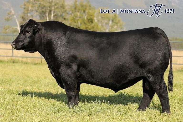 Herd Bull - Salering.live