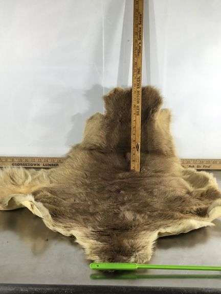 Kangaroo Fur - Sherwood Auctions