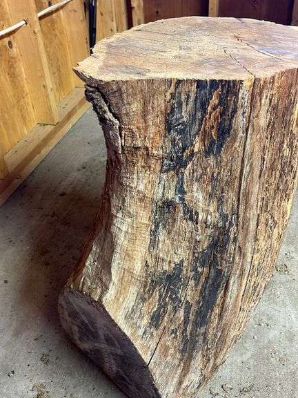 Very Large Hardwood Tree Stump - Sherwood Auctions