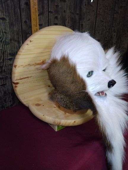 Taxidermist Special! Mounted Deer Rear "Michigan Swamp Booger ...