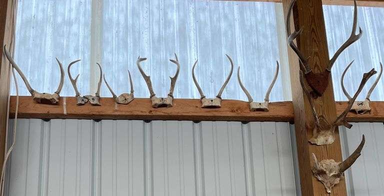 Nine Deer Racks - Sherwood Auctions