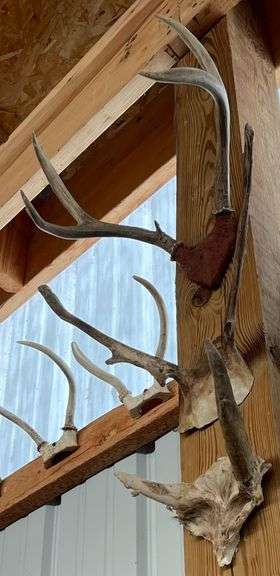 Nine Deer Racks - Sherwood Auctions