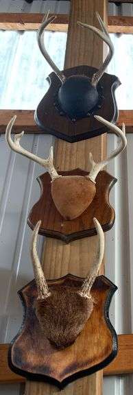 3 Mounted Deer Racks - Sherwood Auctions