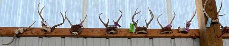 14 Deer Racks - Sherwood Auctions