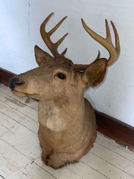 Mounted Deer Head w/ 8 Point Rack - Sherwood Auctions