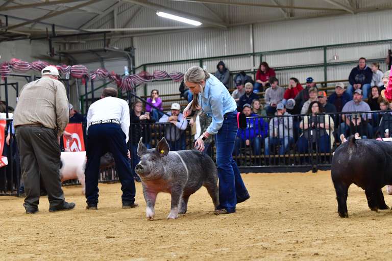 Kennedy Swan Jacksboro FFA - StockShowAuctions.com