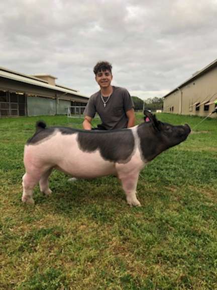 Isaac Maya Cinco Ranch FFA - StockShowAuctions.com