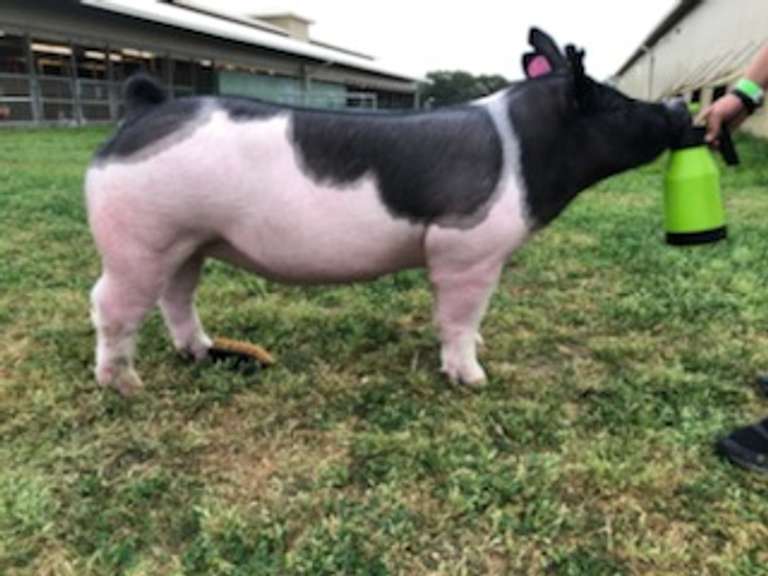 Isaac Maya Cinco Ranch FFA - StockShowAuctions.com