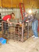 Jaelyn Smith Farwell FFA - StockShowAuctions.com