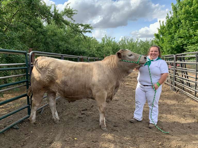 Emily Cambra Ripon 4-H - StockShowAuctions.com