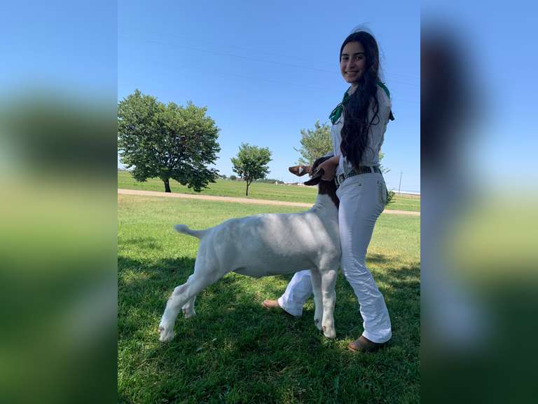 Isela Gonzalez McSwain 4-H - StockShowAuctions.com