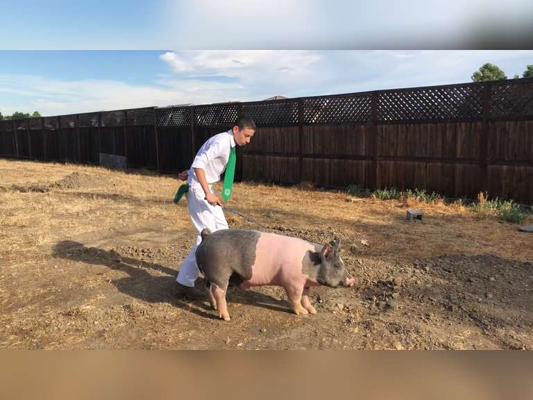 Benjamin Melendez Jefferson 4H - StockShowAuctions.com