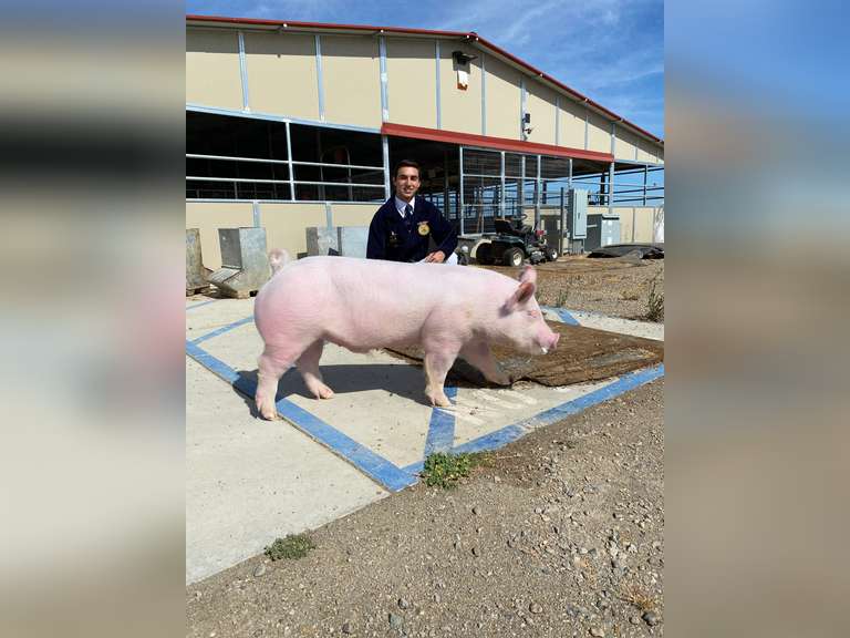 Joshua Simas Pacheco FFA - StockShowAuctions.com
