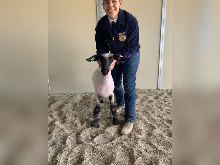 Christian Cintora Pacheco FFA - StockShowAuctions.com