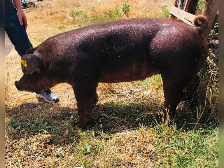 Lucas Yeager Alpine Victor 4H - StockShowAuctions.com