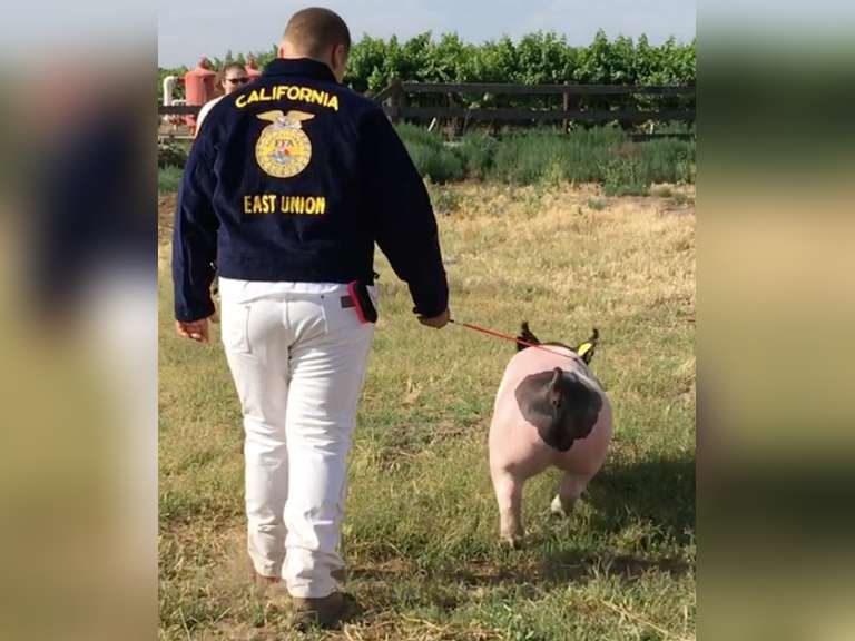 Elijah Ware East Union FFA - StockShowAuctions.com