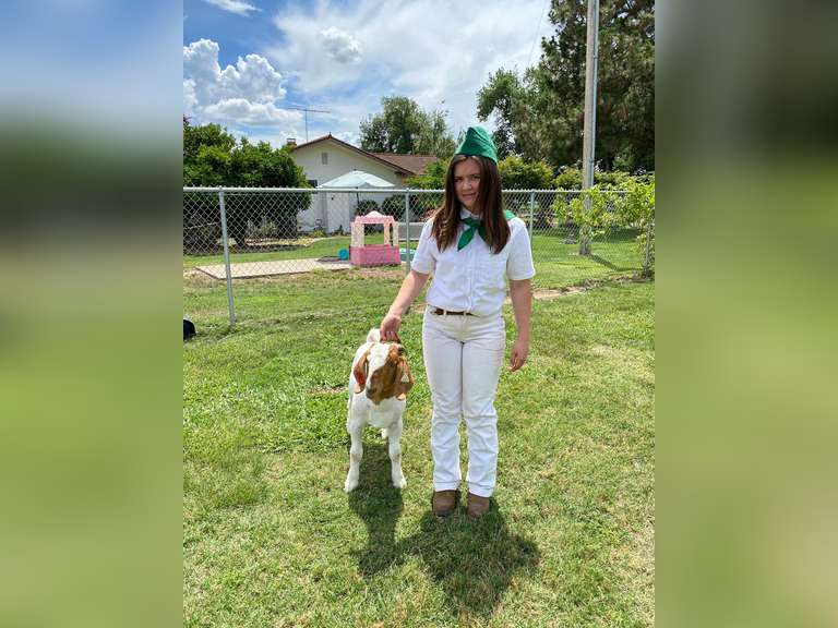 Isabel Barkley Alpine-Victor 4H - StockShowAuctions.com