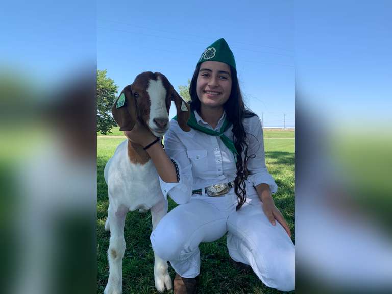 Isela Gonzalez McSwain 4-H - StockShowAuctions.com