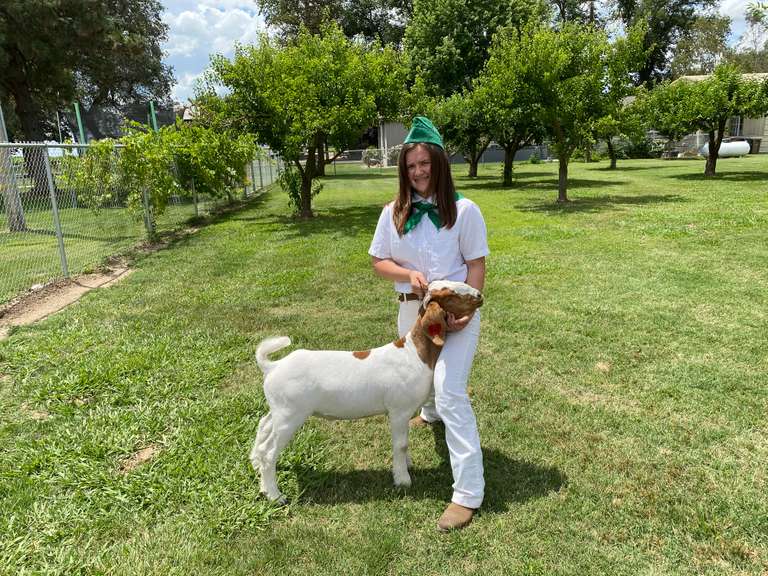 Isabel Barkley Alpine-Victor 4H - StockShowAuctions.com