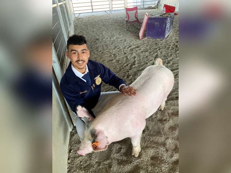 Mateo Hernandez Pacheco FFA - StockShowAuctions.com