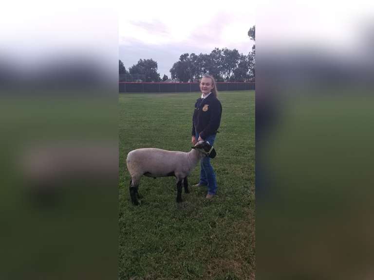 Ryan Mattos Merced FFA - StockShowAuctions.com